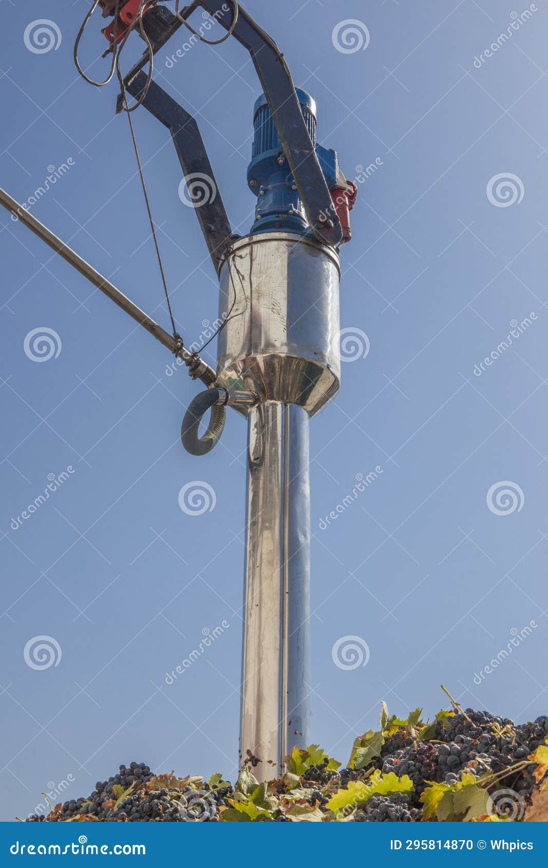 Sampling Tube on a Trailer Full of Grapes Stock Photo - Image of ...