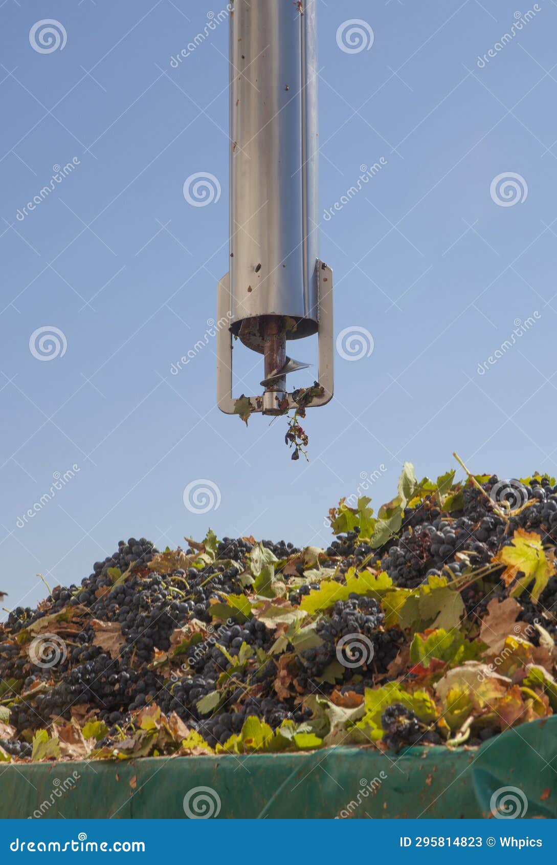 Sampling Tube on a Trailer Full of Grapes Stock Image - Image of sugar ...