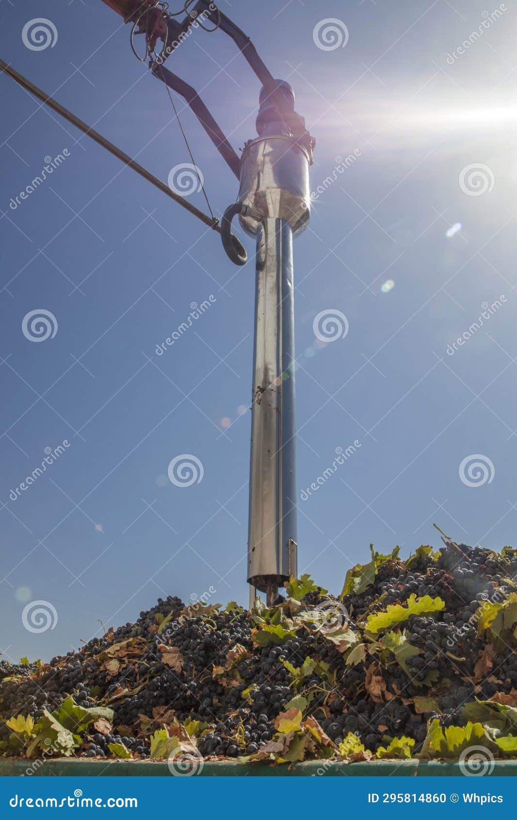 Sampling Tube on a Trailer Full of Grapes Stock Photo - Image of ...