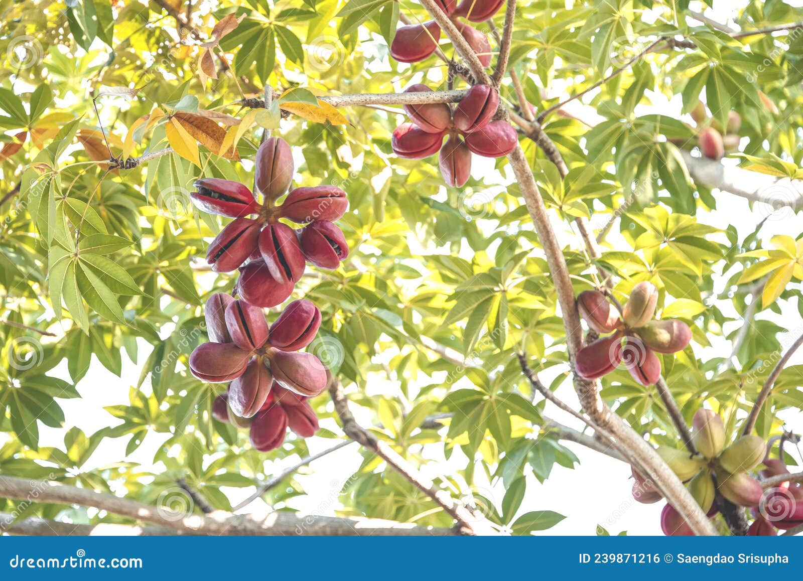 Poon tree stock photo. Image of flora, pinari, natural - 239871216