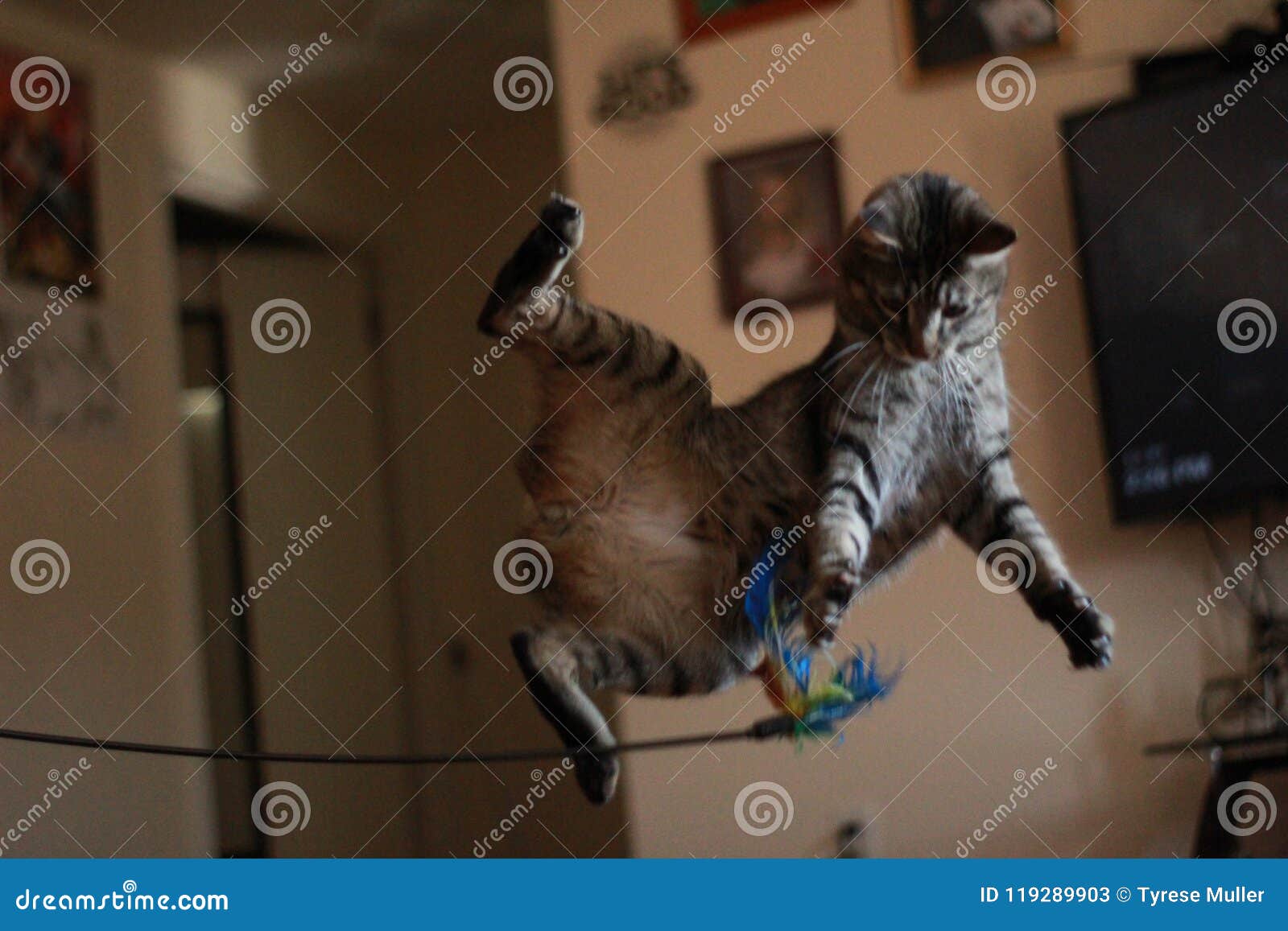 Samson stock image. Image of funny, animal, jump, samson - 119289903