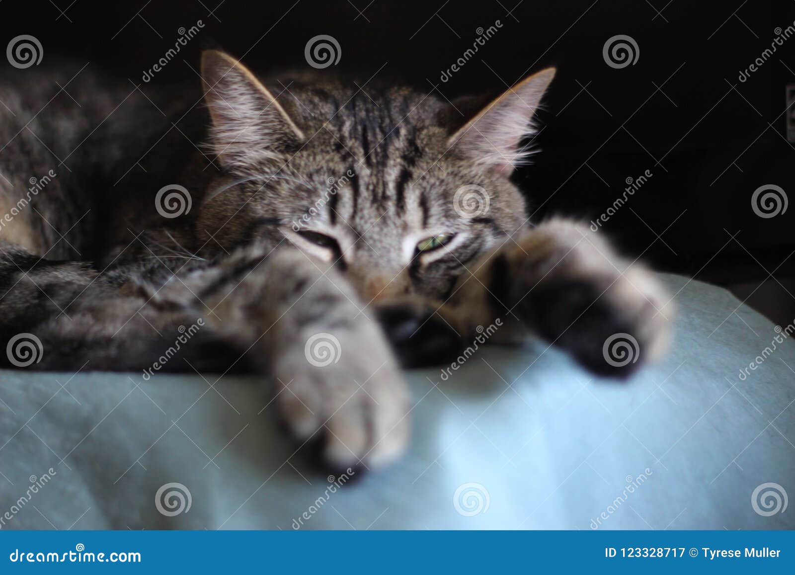 Samson the Cat stock image. Image of samson, stripes - 123328717