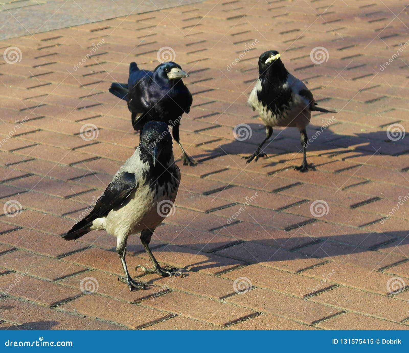 Three Ravens in the Park. on the Red Tile in the Park are a Crowd of ...