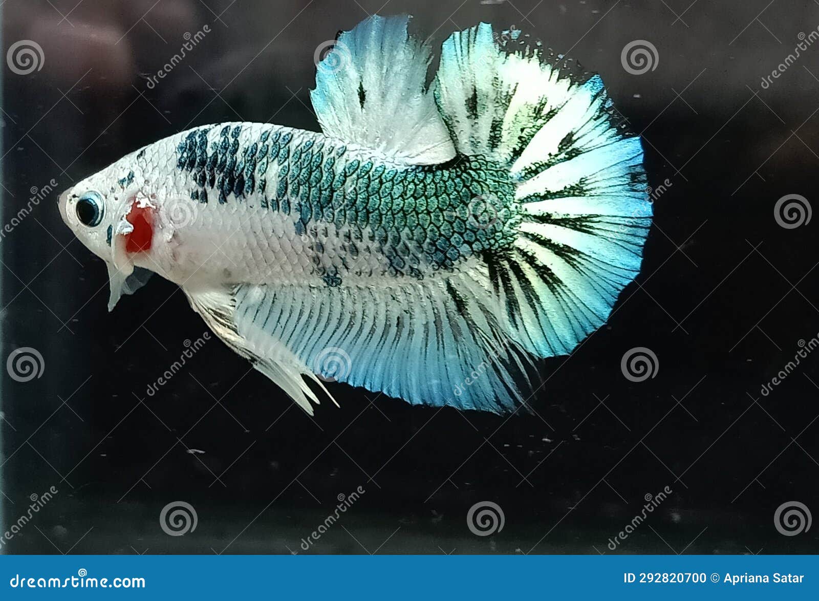 Samurai Type Ornamental Betta Fish Stock Photo - Image of invertebrate ...
