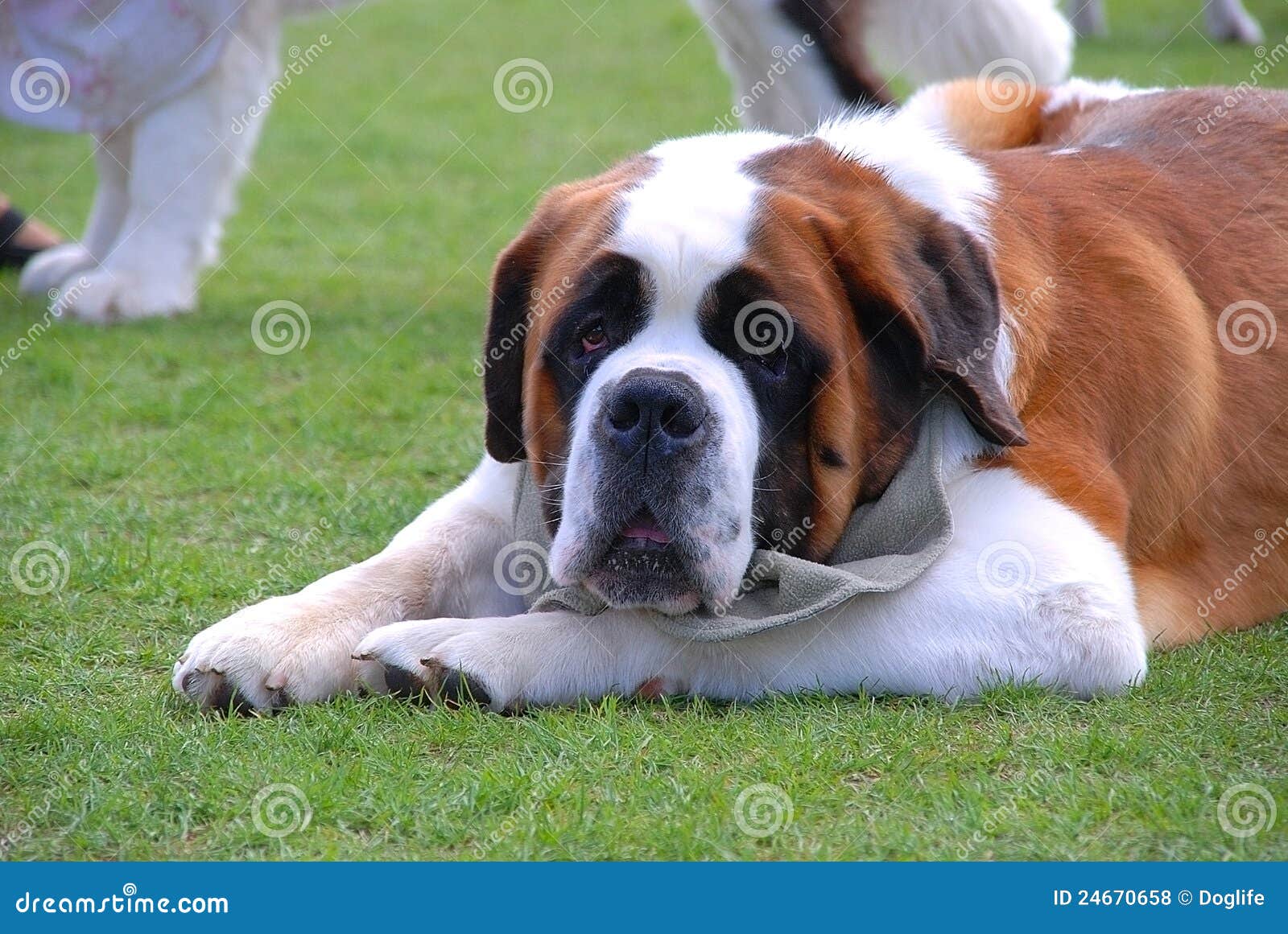 San Bernard fotografia stock. Immagine di marrone, puro - 24670658