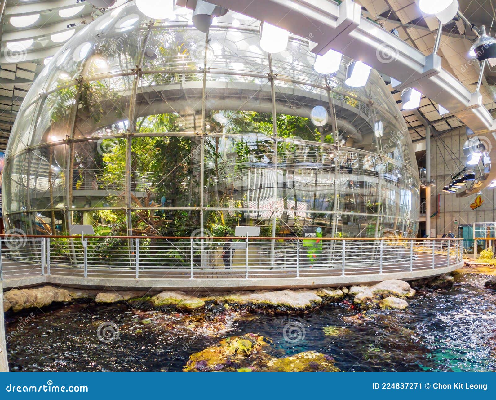 Rainforest of the California Academy of Sciences Editorial Photo ... Rainforest of the California Academy of Sciences Editorial Photo ...