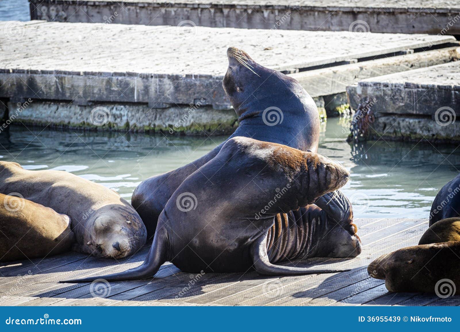 San Francisco s seals stock image. Image of travel, pacific - 36955439