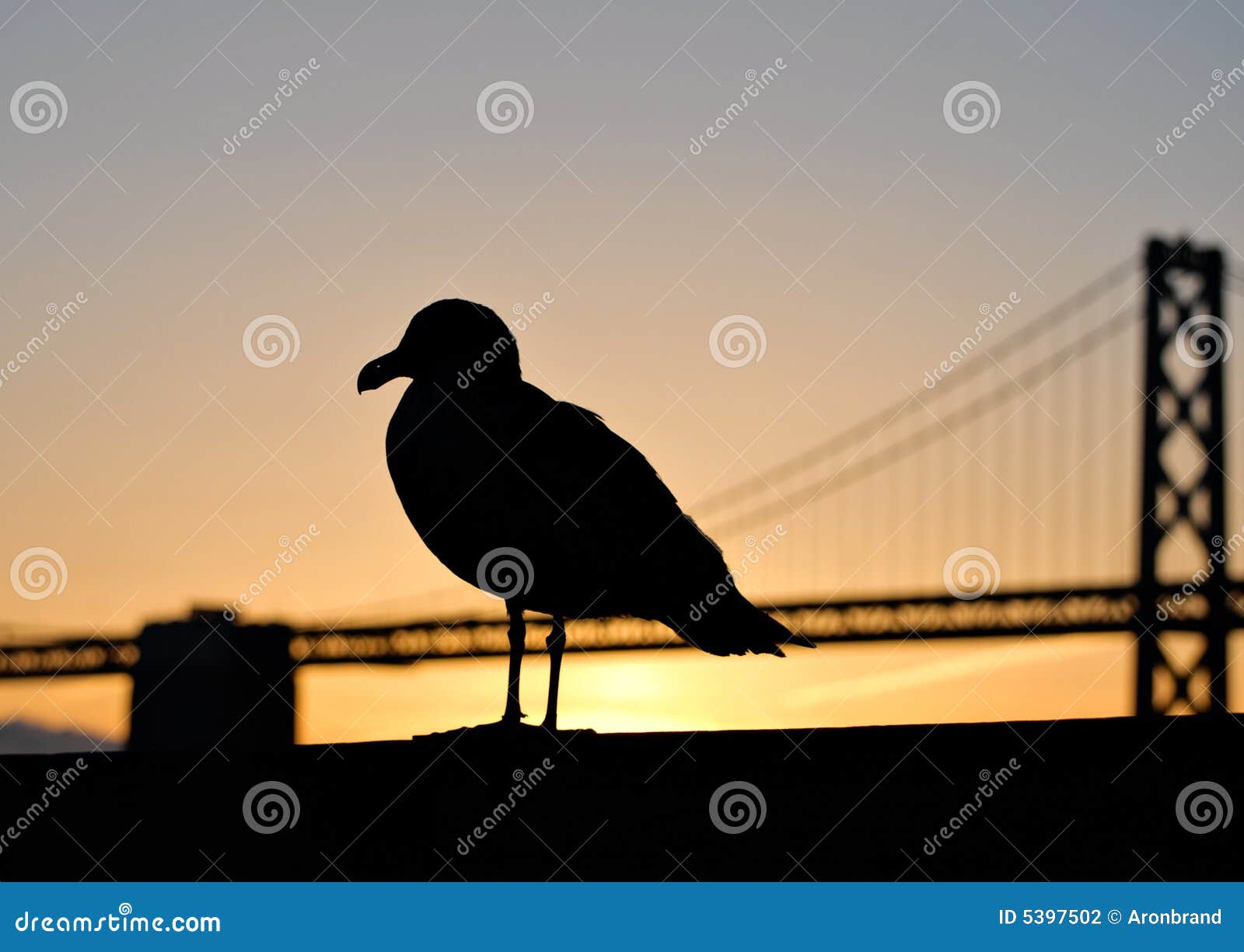 San Francisco Seagull & Bridge Stock Photo - Image of francisco, ocean ...
