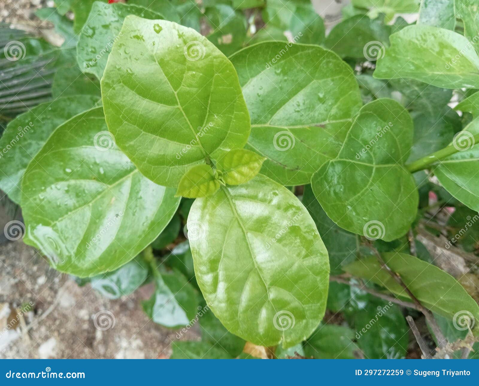 Sancang Leaves are Splashed with Water in the Morning Stock Image ...