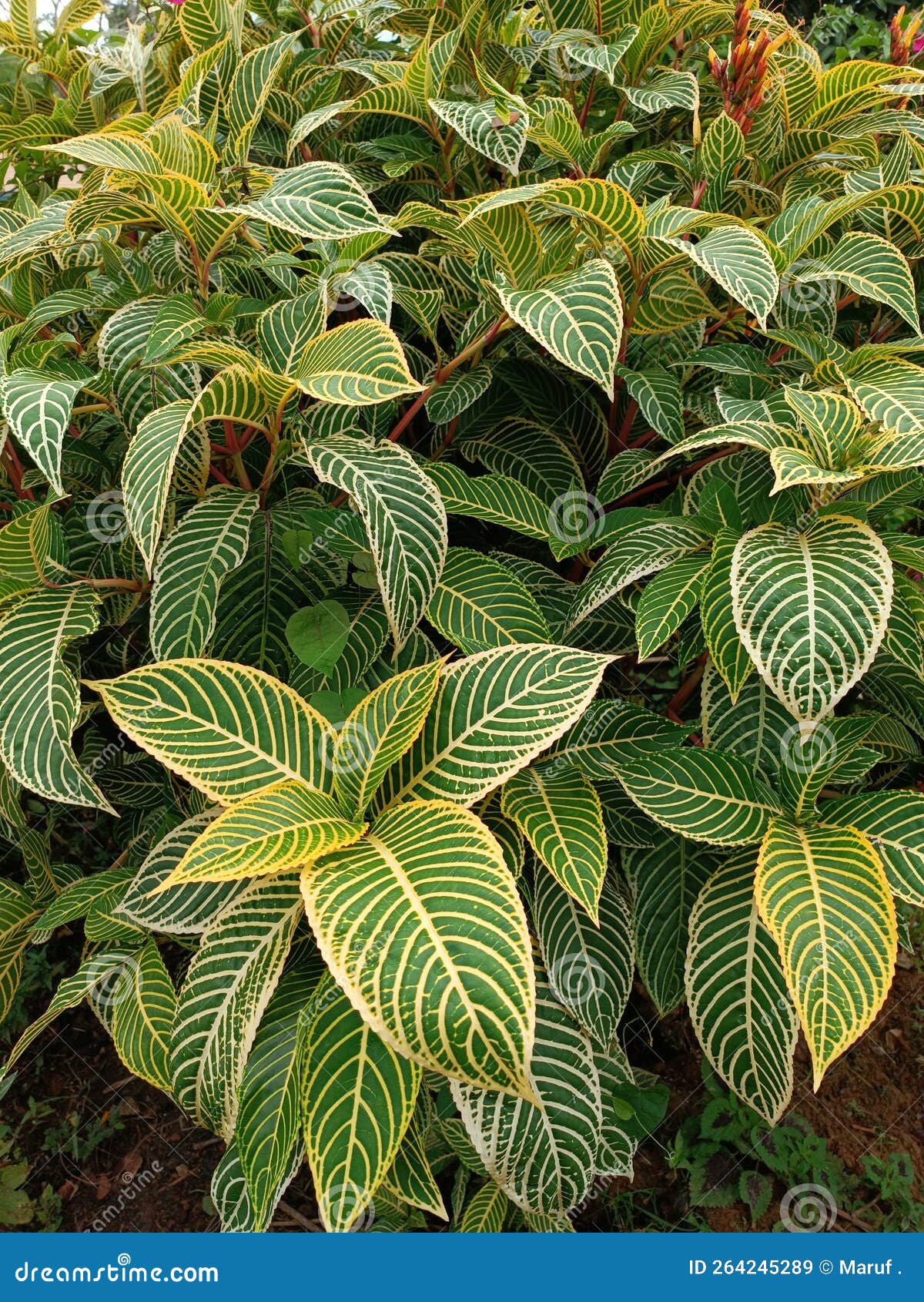 Sanchezia is a Genus of Tropical Flowering Plants Stock Image - Image ...