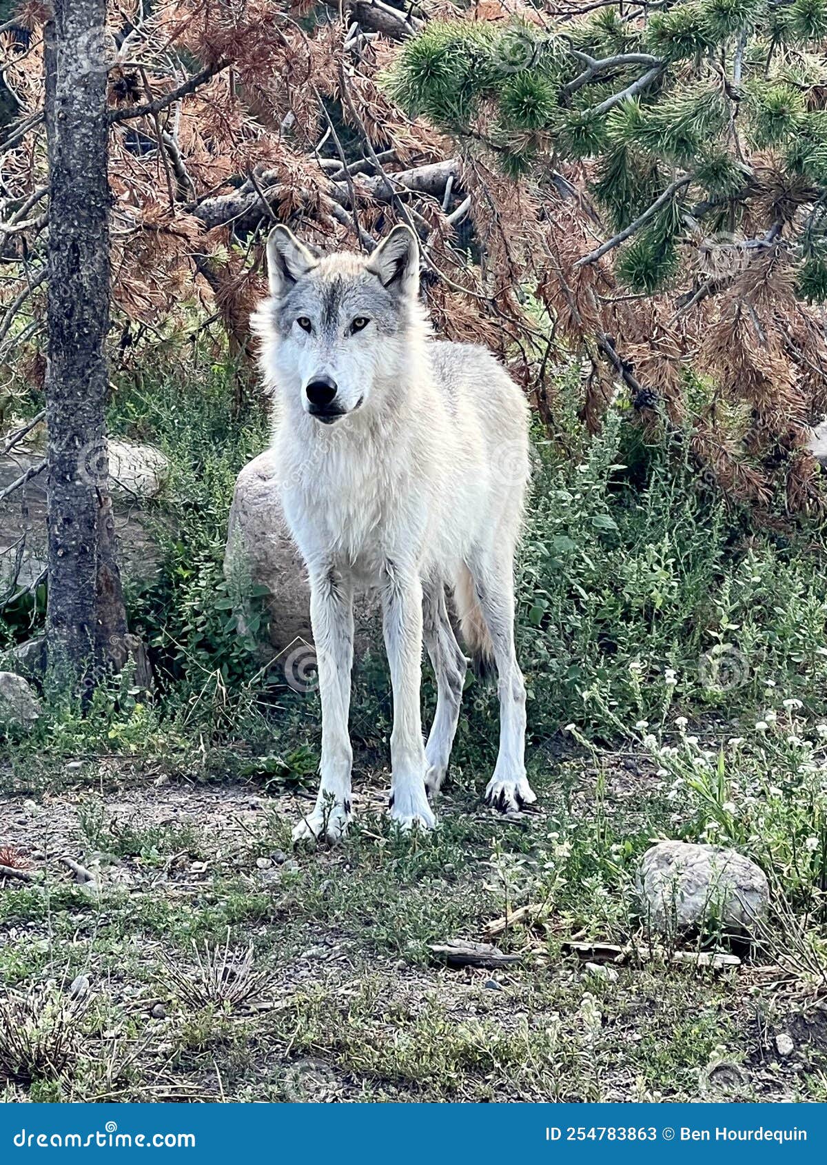 White Wolf stock image. Image of carnivore, west, yellowstone - 254783863