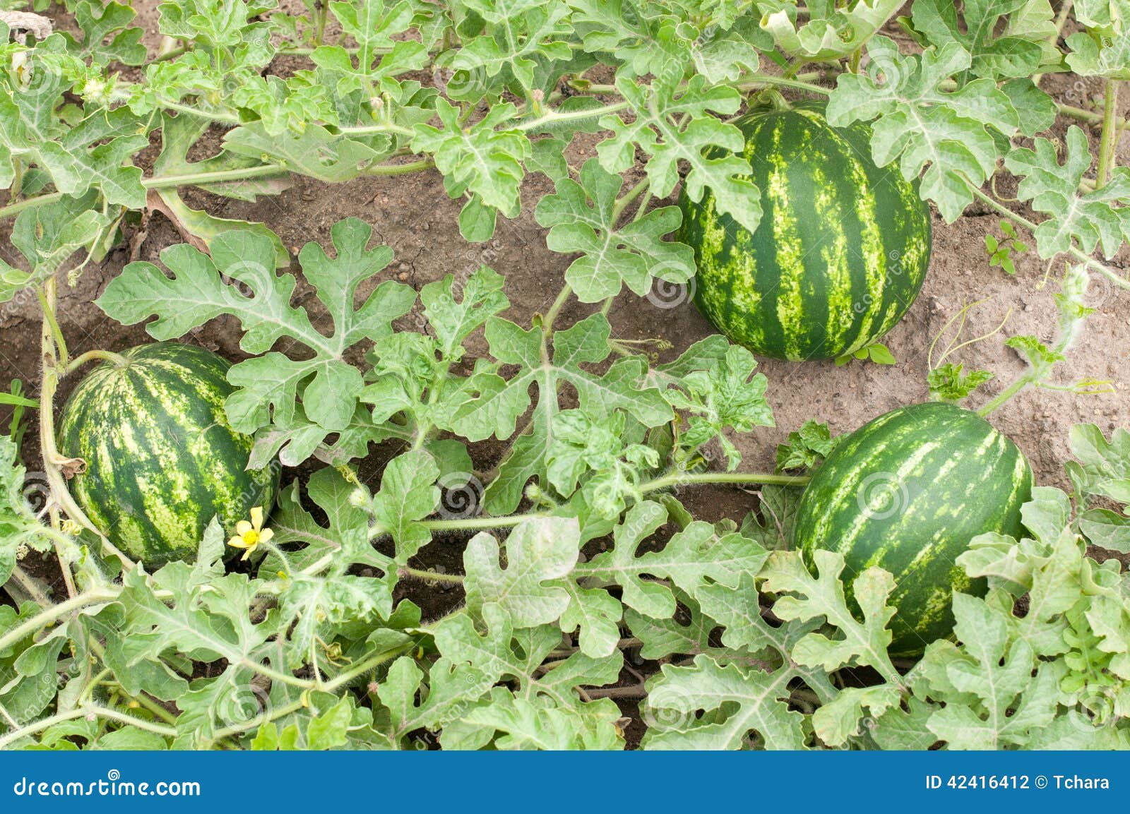 Sandía foto de archivo. Imagen de suelo, urbano, crecimiento - 42416412