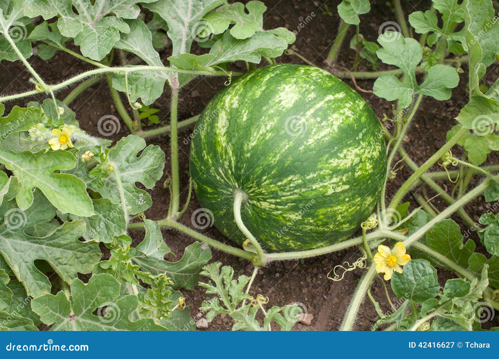 Sandía imagen de archivo. Imagen de urbano, fresco, flor - 42416627