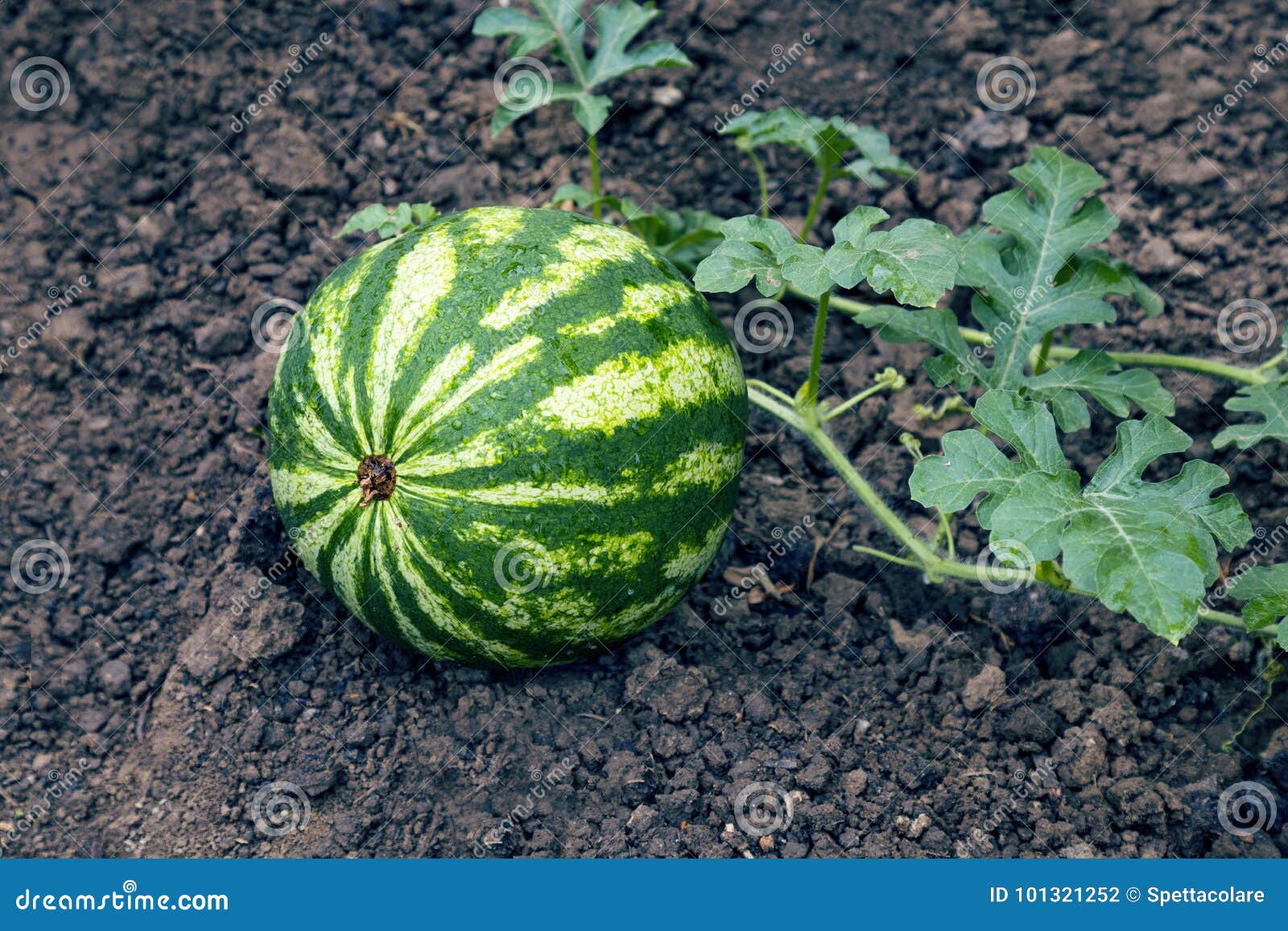 Sandía Rayada Creciente En El Jardín 2 Foto de archivo - Imagen de ...