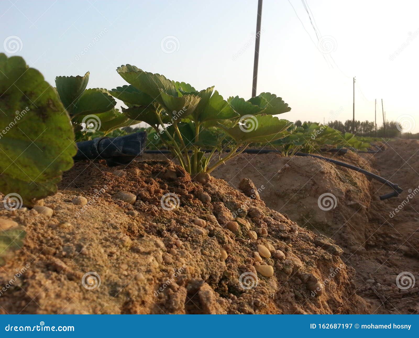 Sand Agricultural Strawberry Egypt Nature Stock Image - Image of ...