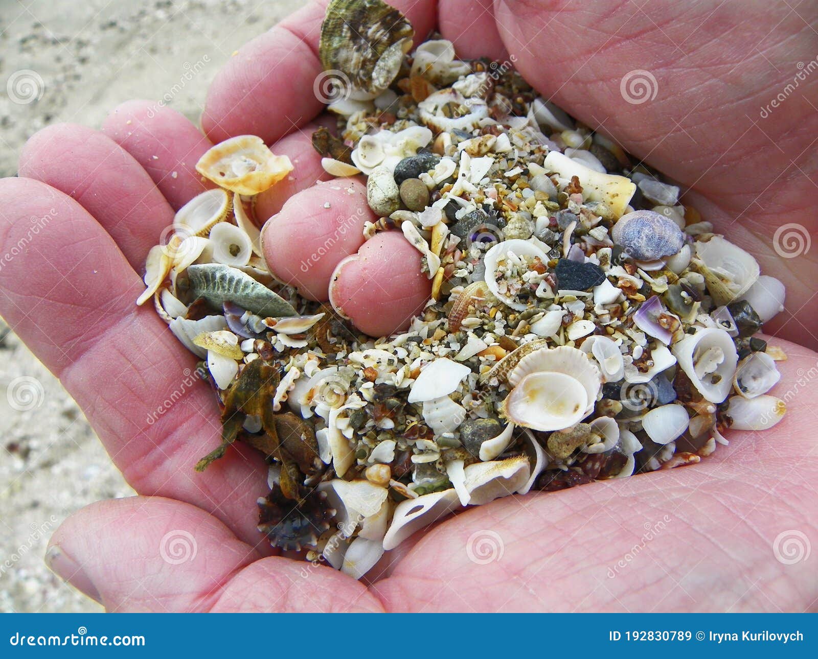 Sand Along with Broken Shells in Human Palms Stock Image - Image of ...