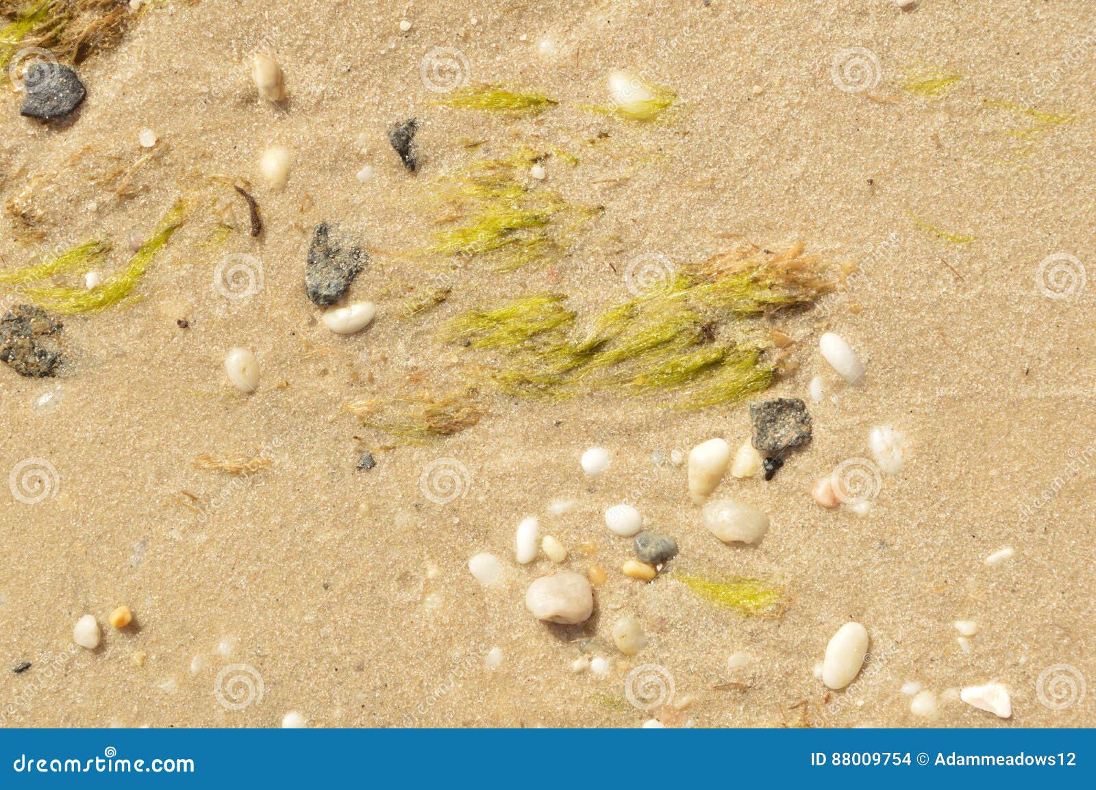 Algae and Small Pebbles and Shells on Beach Stock Photo - Image of ...