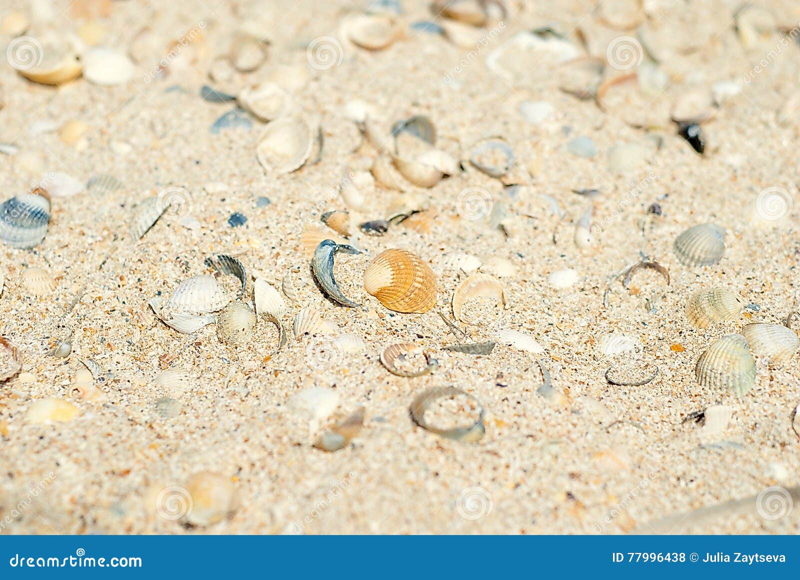 Sand Background with Seashells, Sea Coast. Stock Photo - Image of macro ...