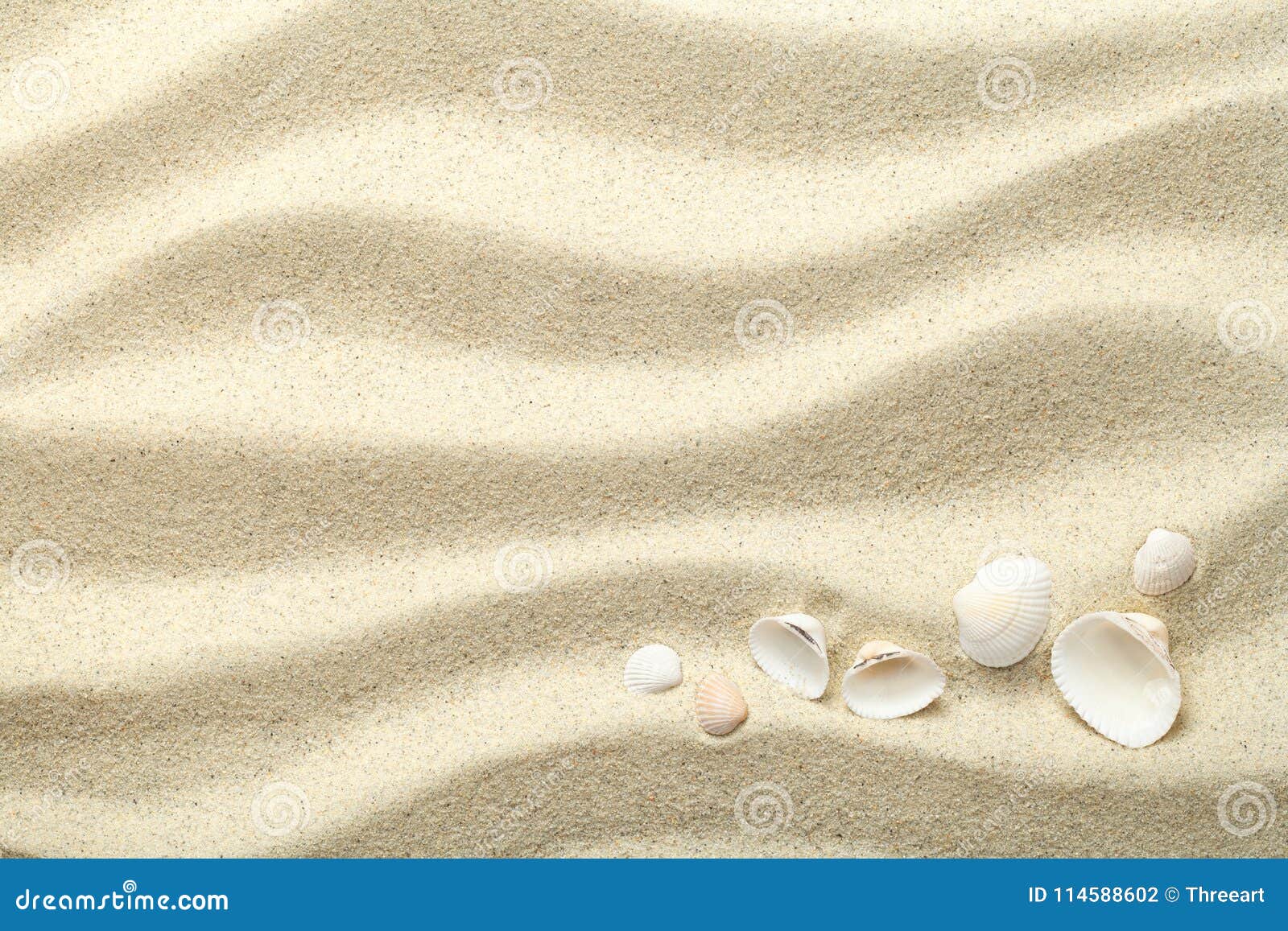 Sand Background with Shells Stock Photo - Image of dune, shells: 114588602