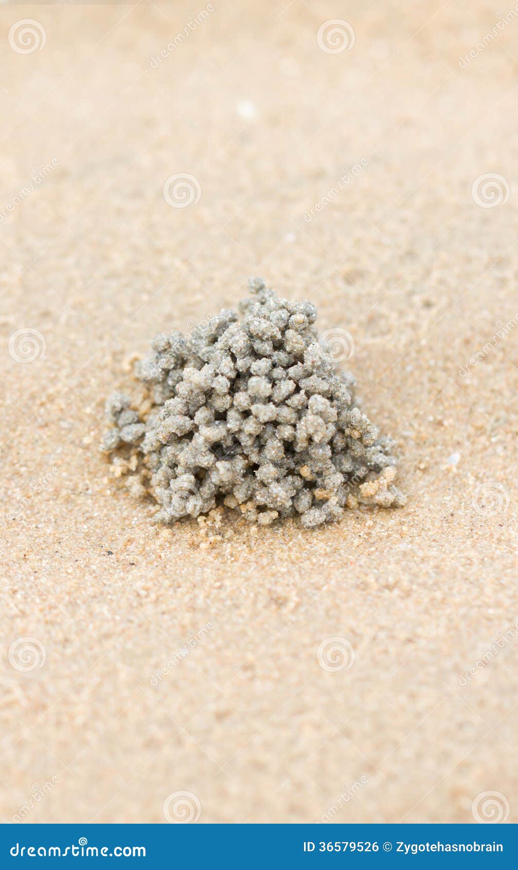 Sand Ball on Beach. stock photo. Image of sand, macro - 36579526