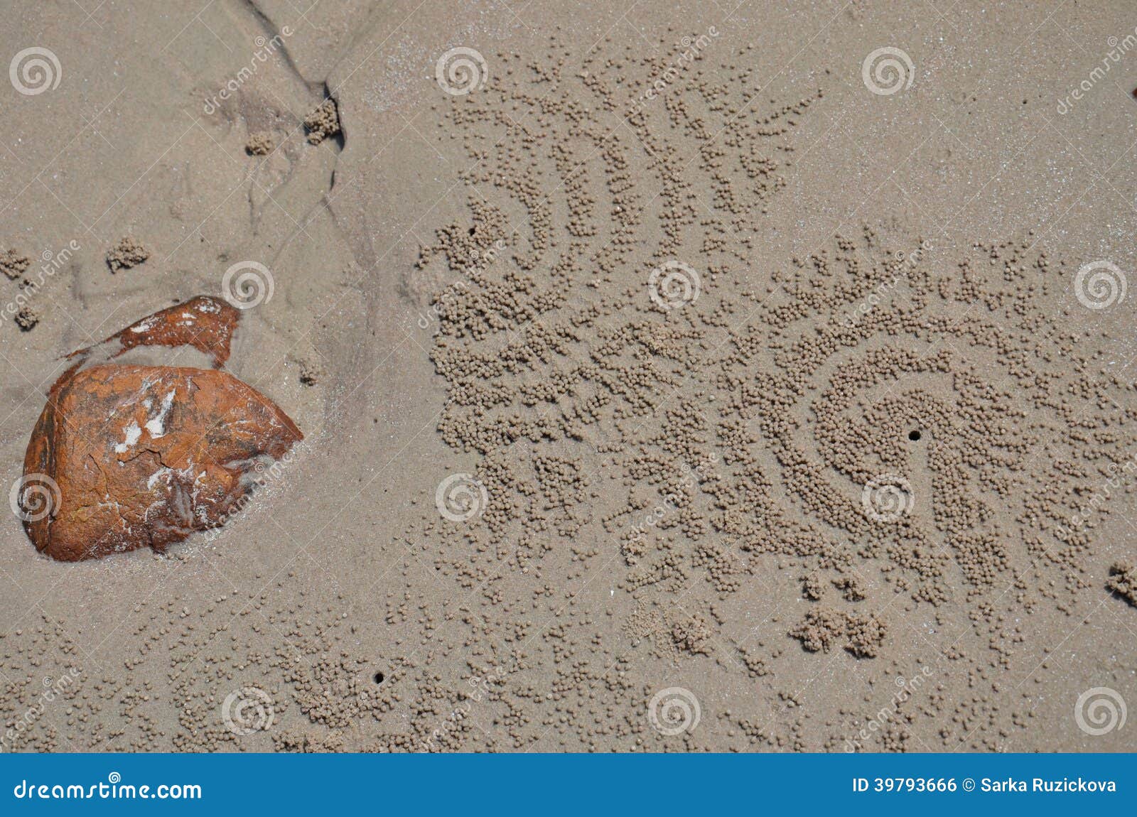 Sand Balls by Sand Bubbler Crab Stock Photo - Image of nature, balls ...