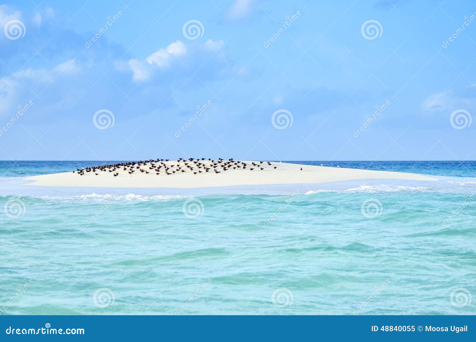 Sand Bank stock image. Image of lovely, birds, sand, amazing - 48840055