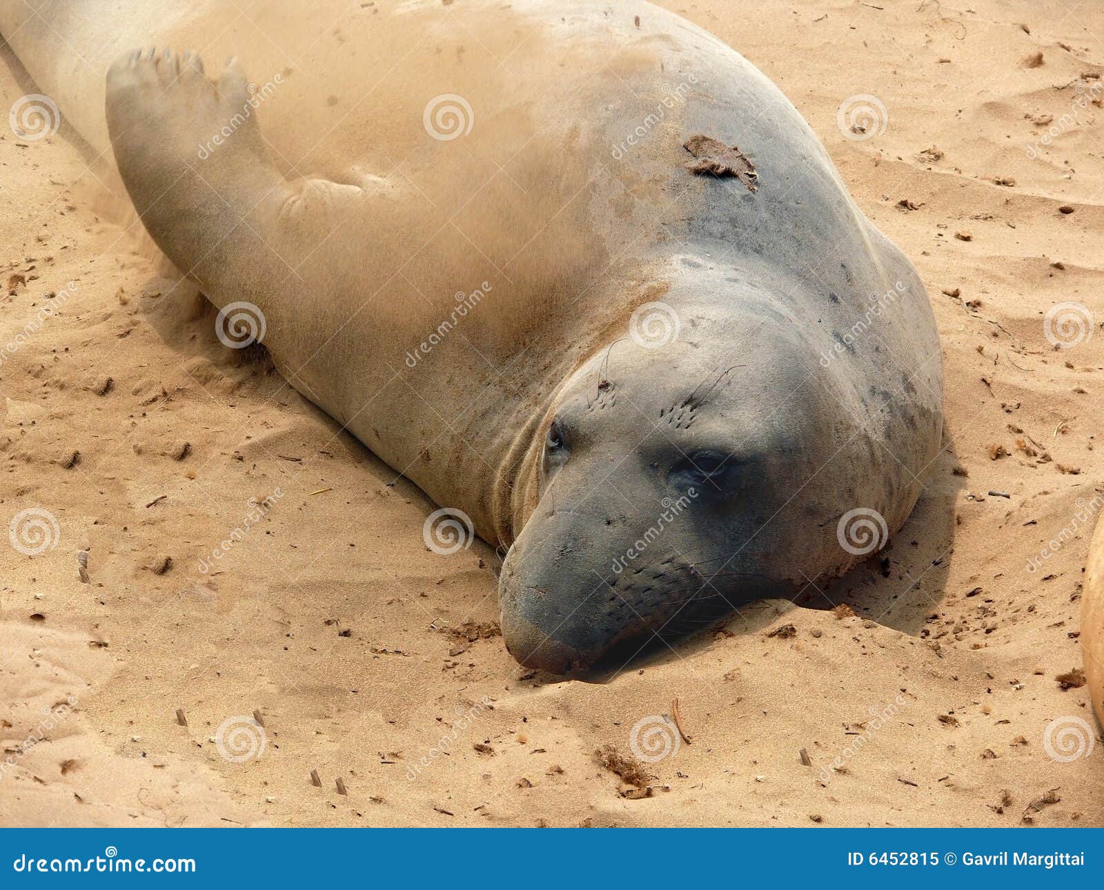 Sand bath seal style stock image. Image of protected, animal - 6452815