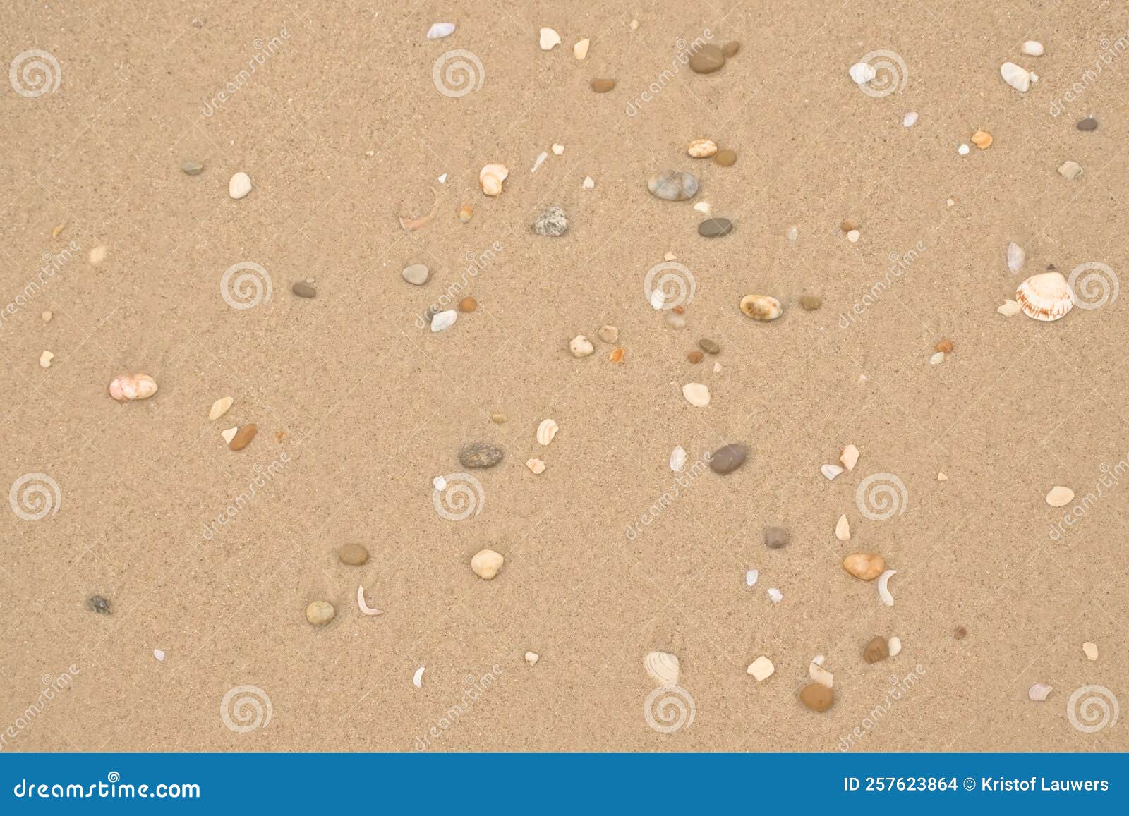 Sand beach with clamshells stock photo. Image of bakcdrop - 257623864