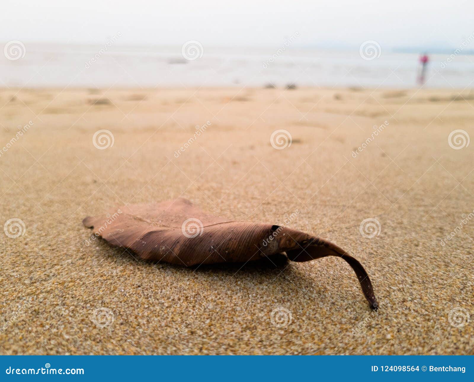 Sand Beach, with Dead Leave in Foreground. Stock Photo - Image of ...