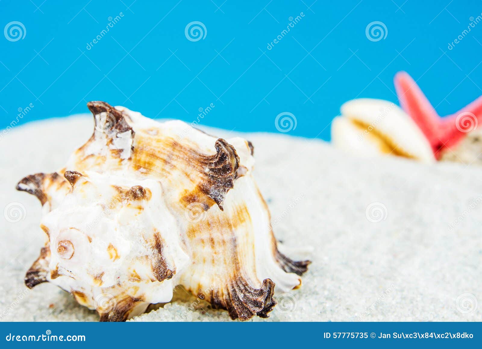 Sand Beach with Different Shells Stock Image - Image of turquoise ...