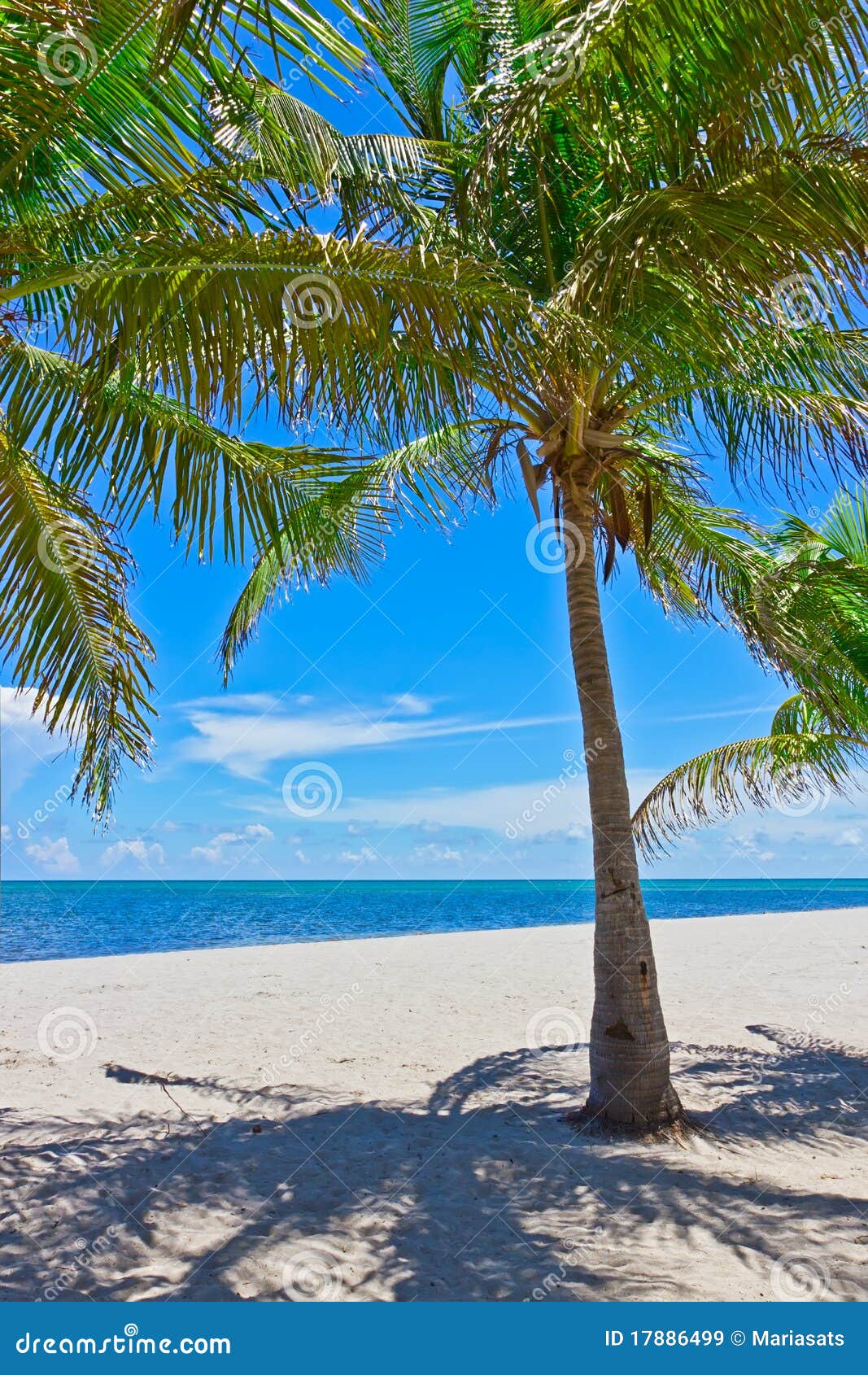 Sand beach with palm trees stock image. Image of beautiful - 17886499