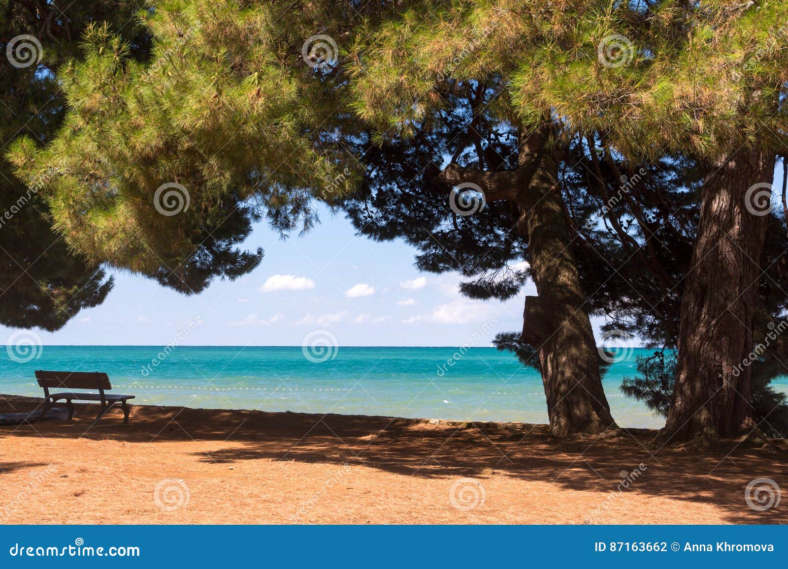 Sand beach with pine trees stock photo. Image of tree - 87163662