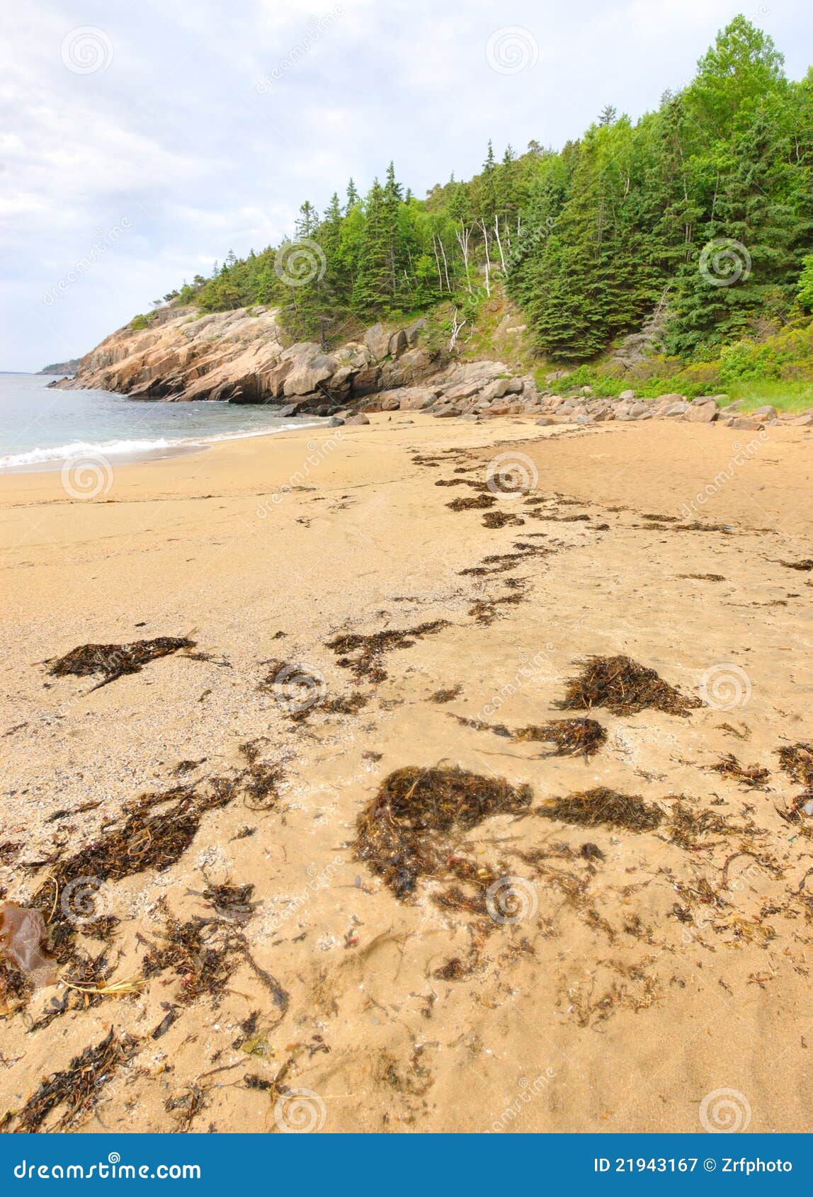 Sand Beach, Rocky Coast and Pine Forest Stock Image - Image of england ...