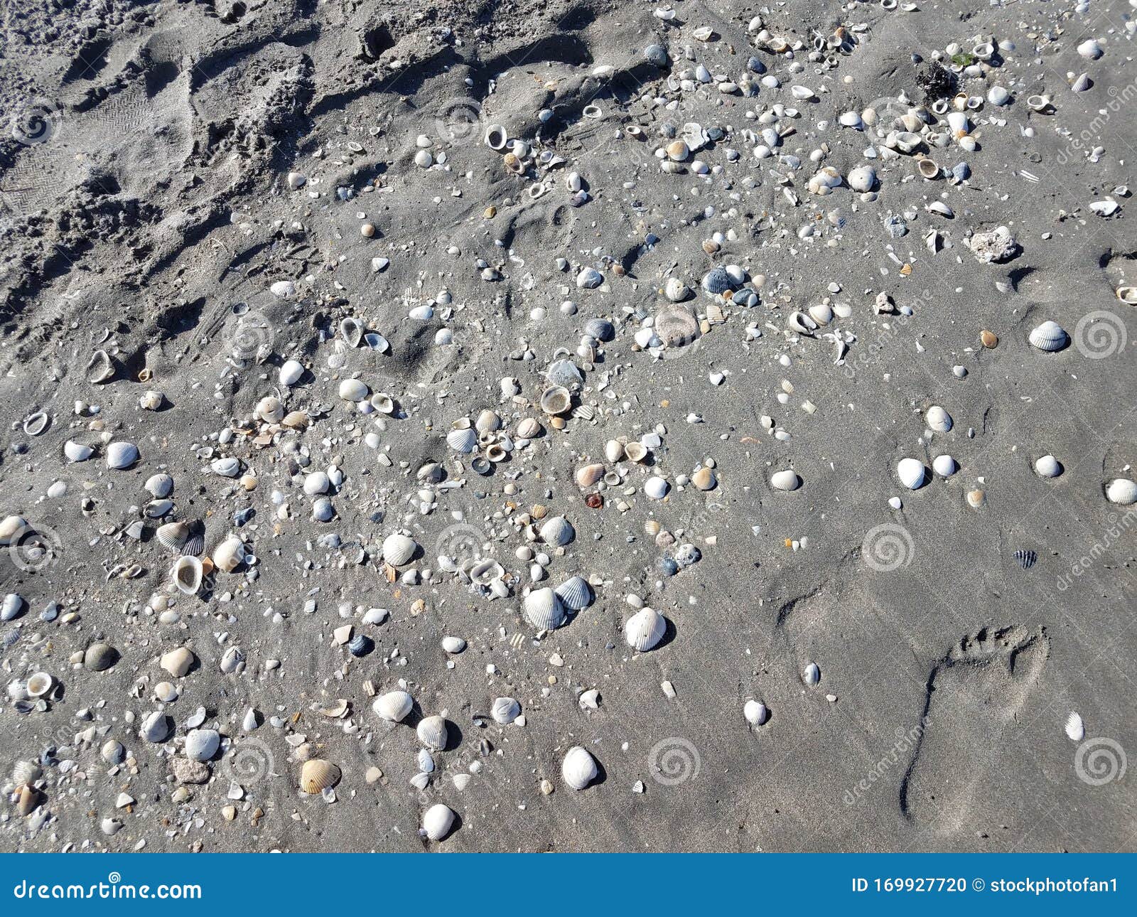 Sand at Beach with Shells and Foot Prints Stock Photo - Image of ...