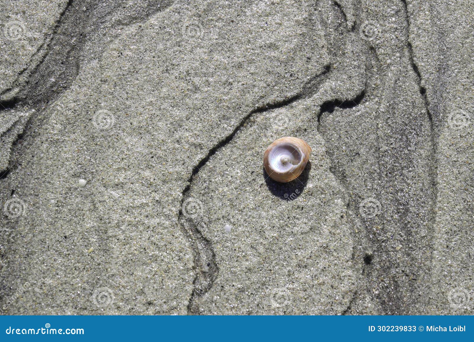 Sand Beach Structres Diagonal, Water Snail Shell Stock Image - Image of ...