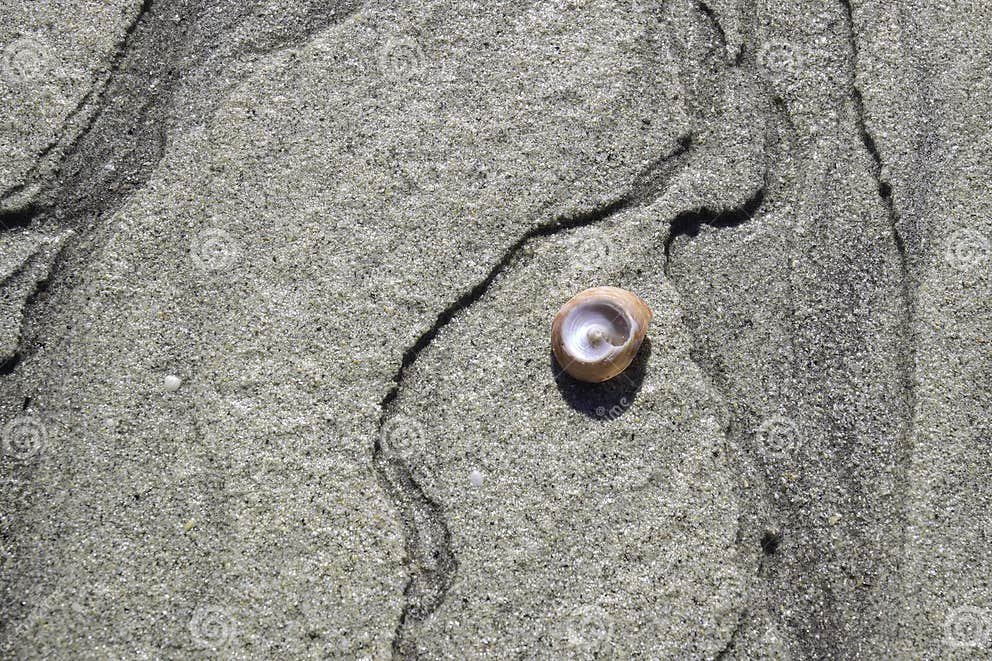 Sand Beach Structres Diagonal, Water Snail Shell Stock Image - Image of ...