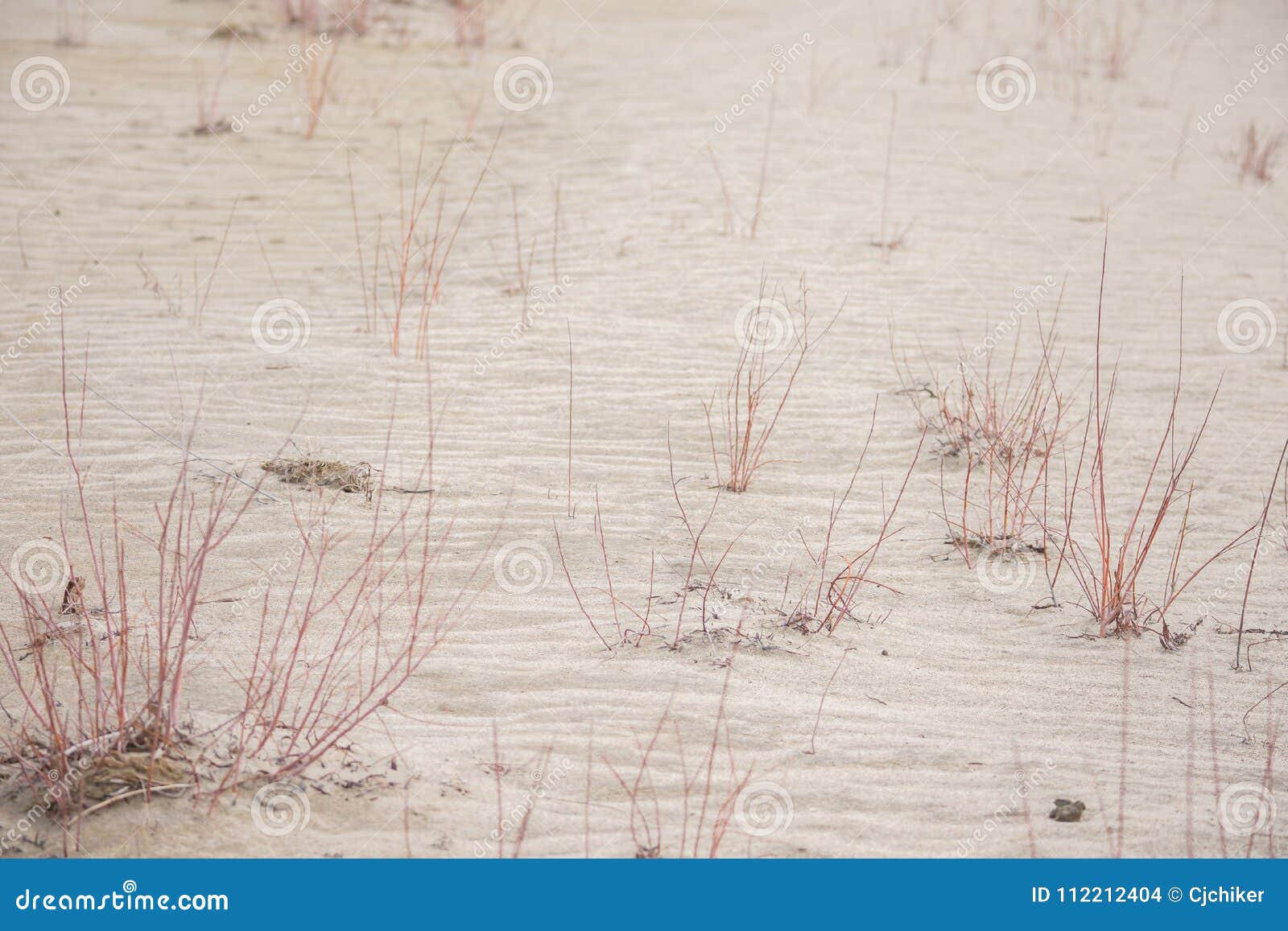 Sandbar Willows Also Known As A Ditchbank Willow Or Coyote Willow In ...