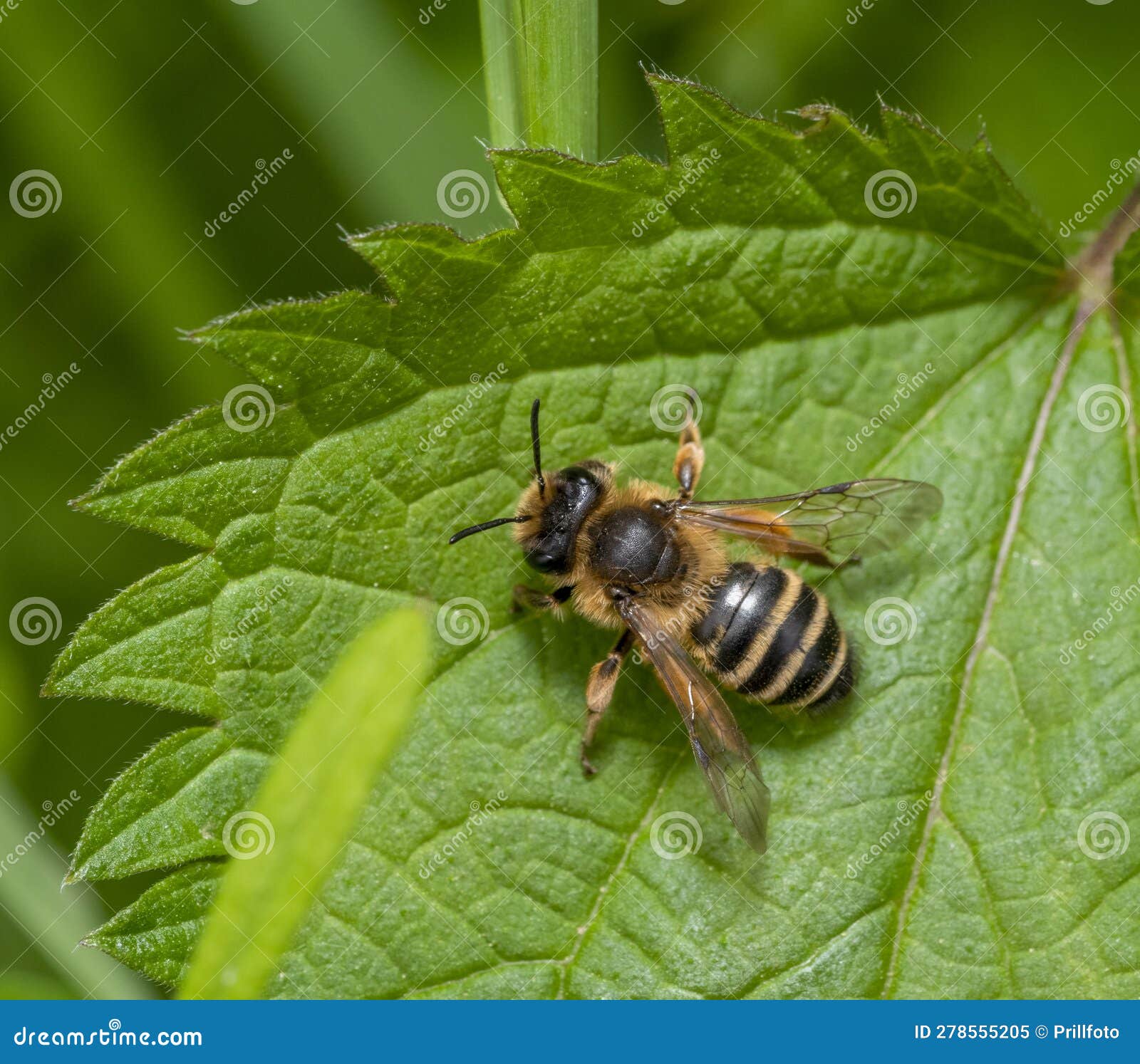 Sand bee stock image. Image of angle, outdoor, high - 278555205
