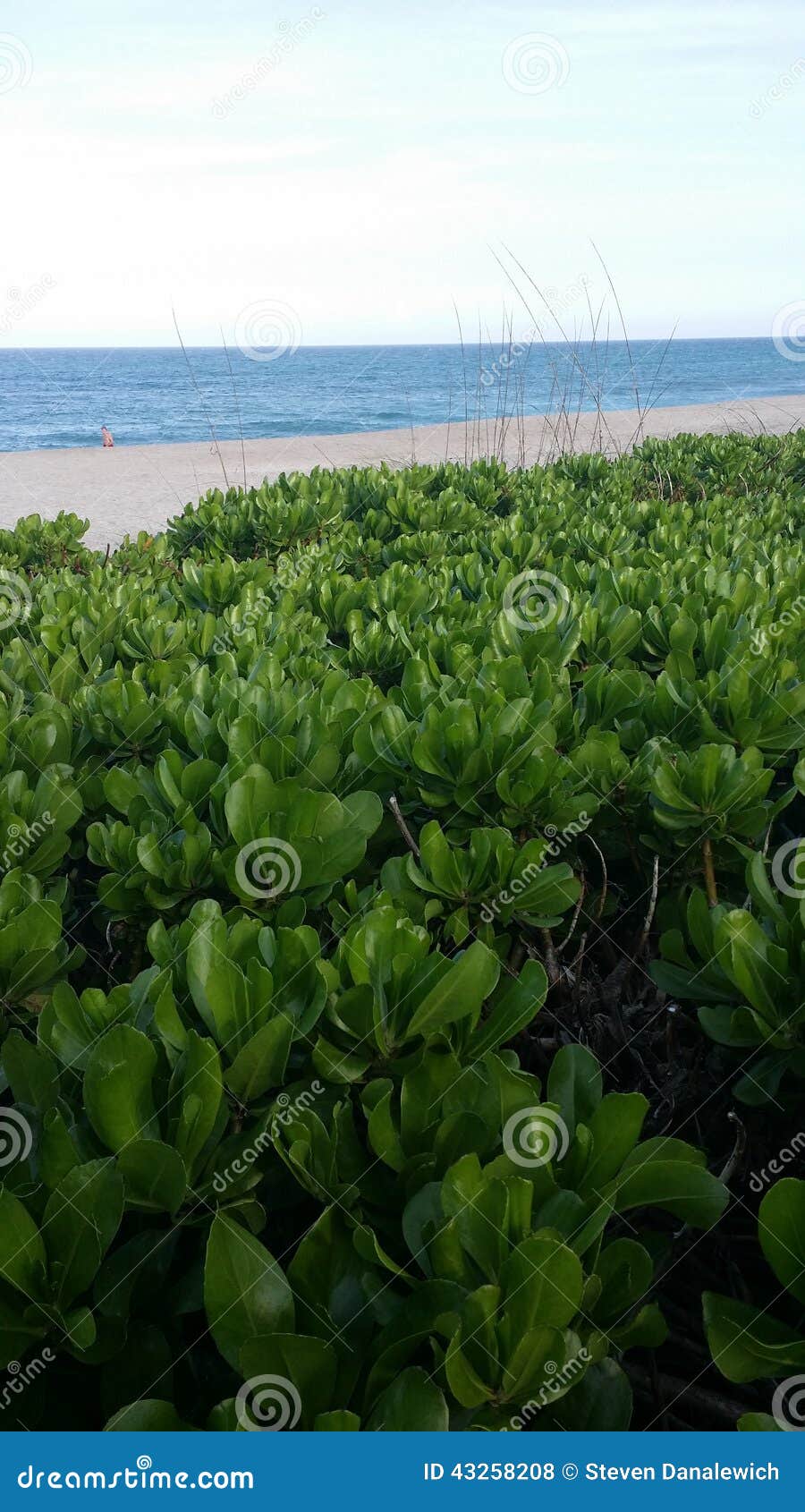 Sand berm stock photo. Image of burm, berm, shells, purple - 43258208