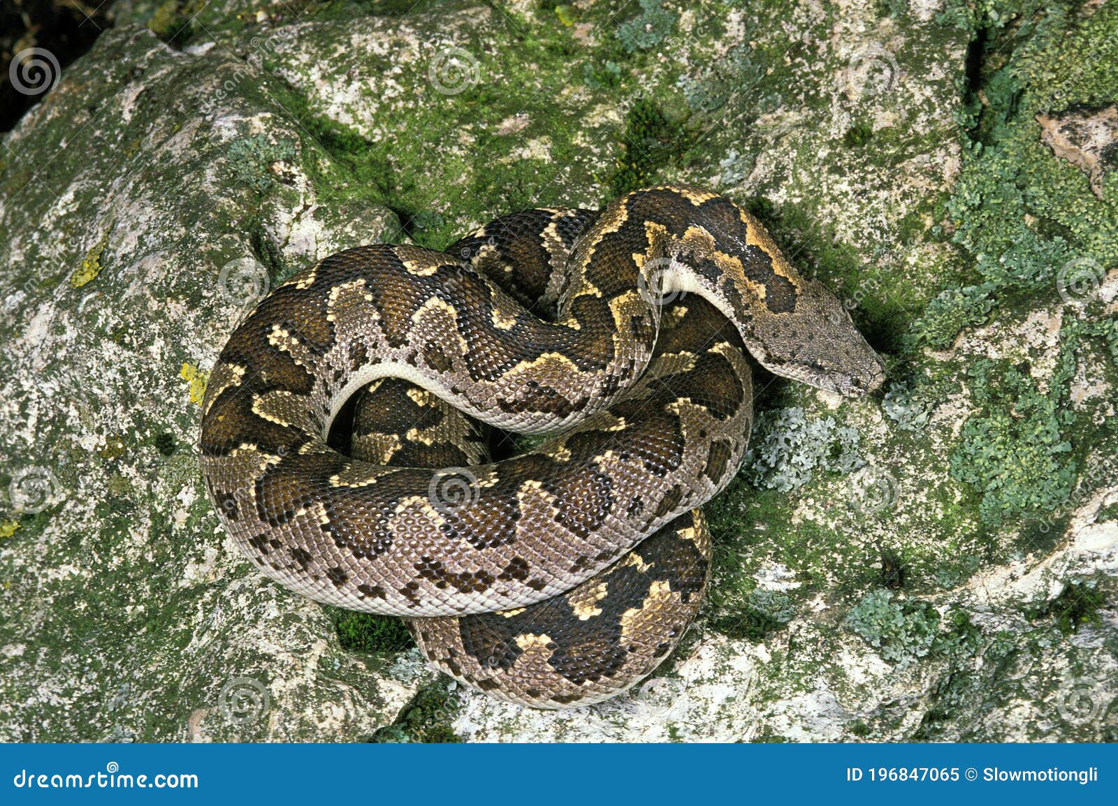Sand Boa, eryx sp stock image. Image of eryx, outdoor - 196847065