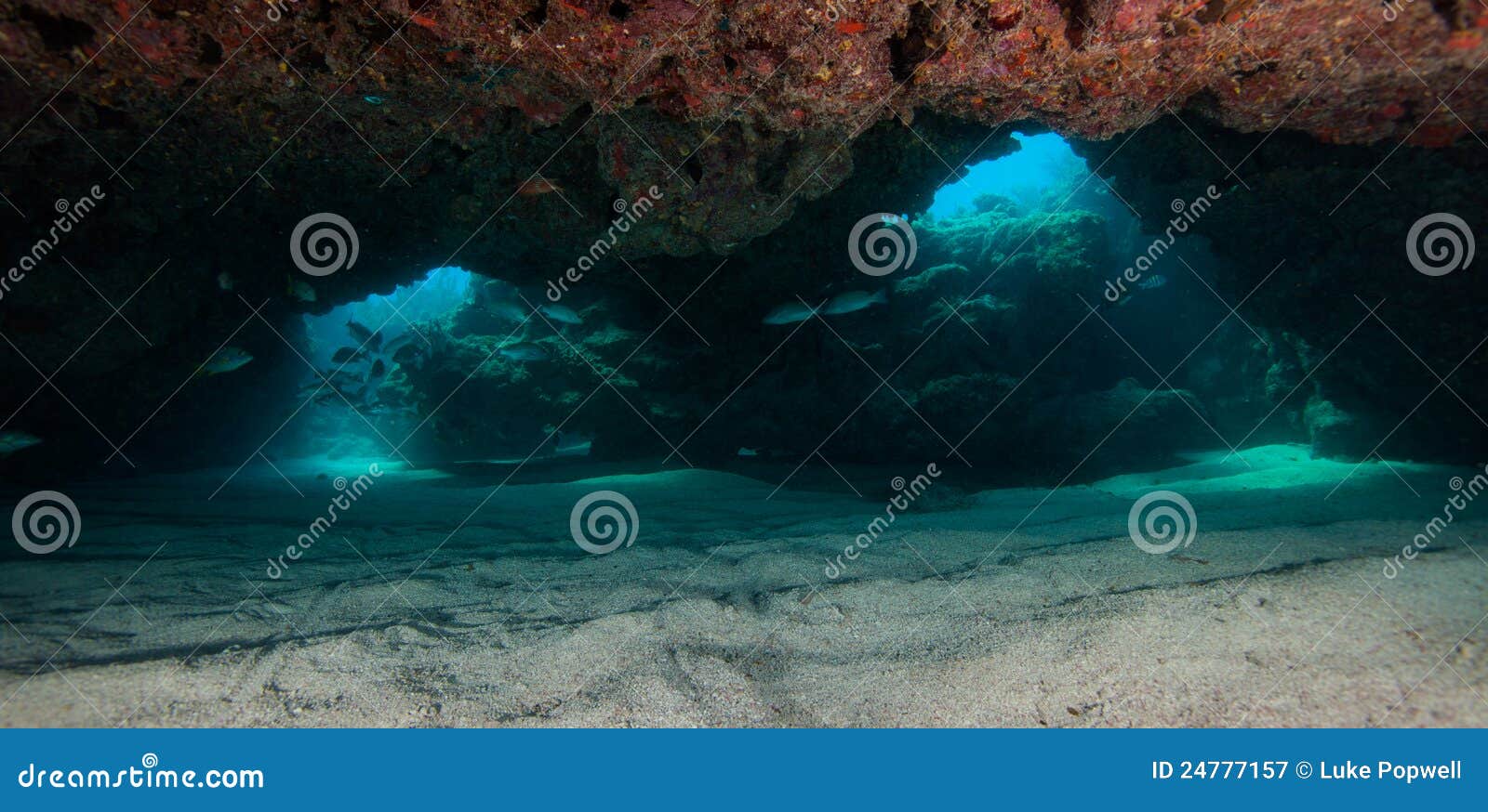 Sand Bottom Cave on French Reef in Key Largo, FL Stock Image - Image of ...