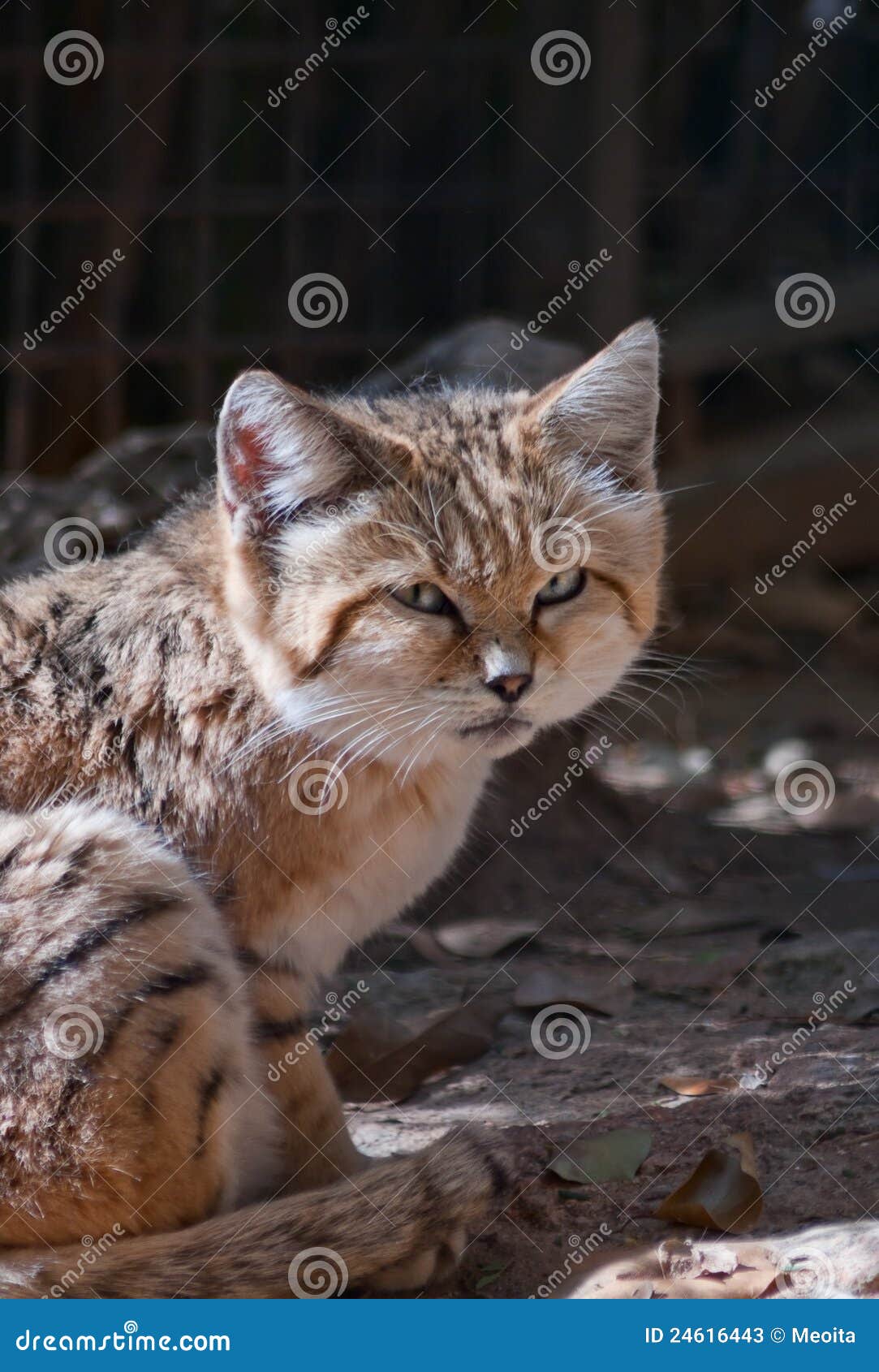The sand cat stock image. Image of wildlife, look, fauna - 24616443