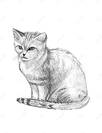 Sand Cat drawing sketch stock illustration. Illustration of fluffy ...