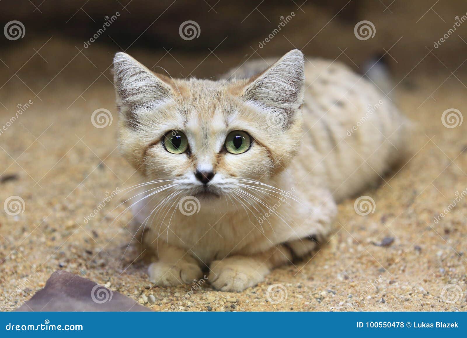 Sand cat stock photo. Image of adult, mammal, asia, sand - 100550478