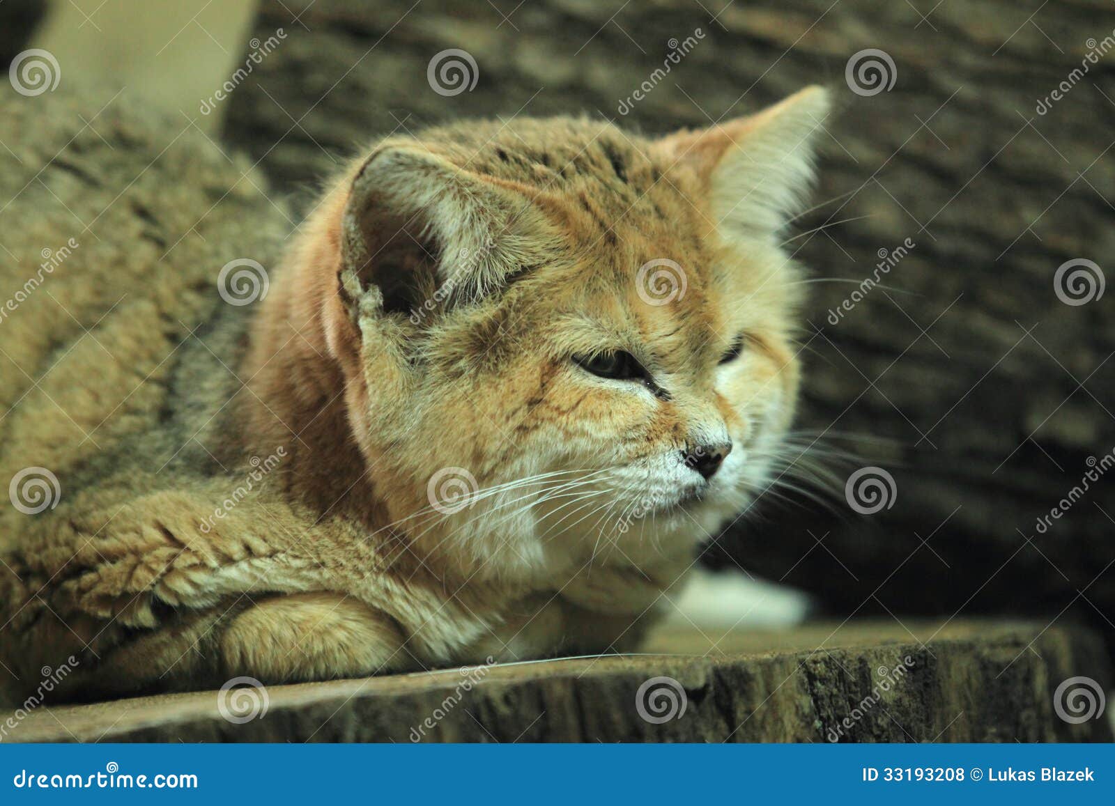 Sand cat stock photo. Image of dune, animal, mammal, adult - 33193208