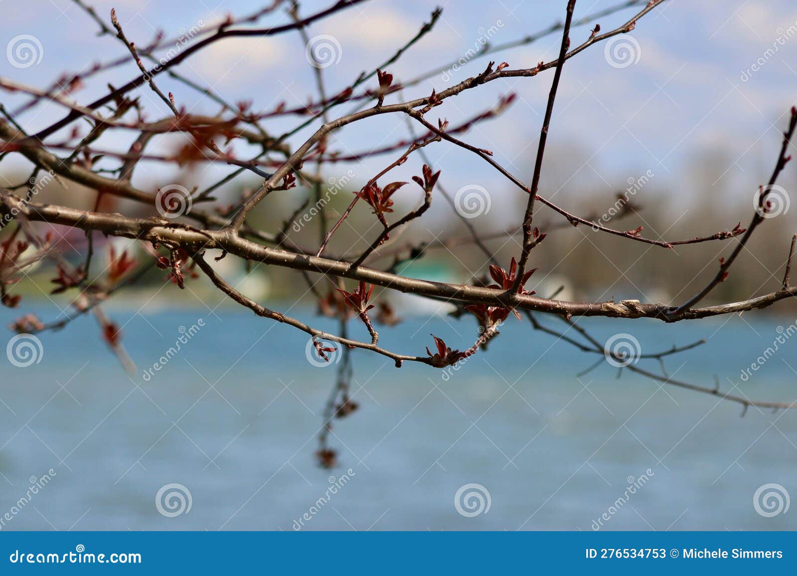 Sand Cherry Tree Leaves Over Hang on Chaumont Bay Stock Image - Image ...