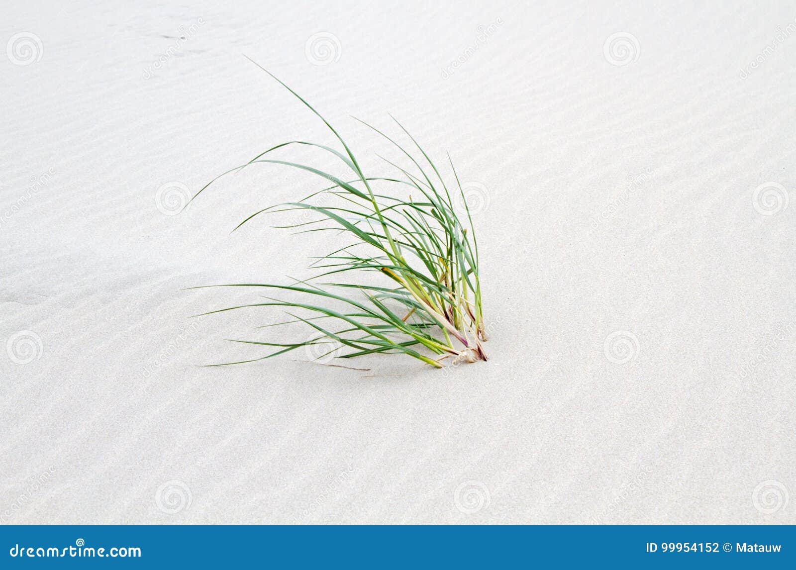 Sand Couch on beach stock photo. Image of flora, pioneer - 99954152
