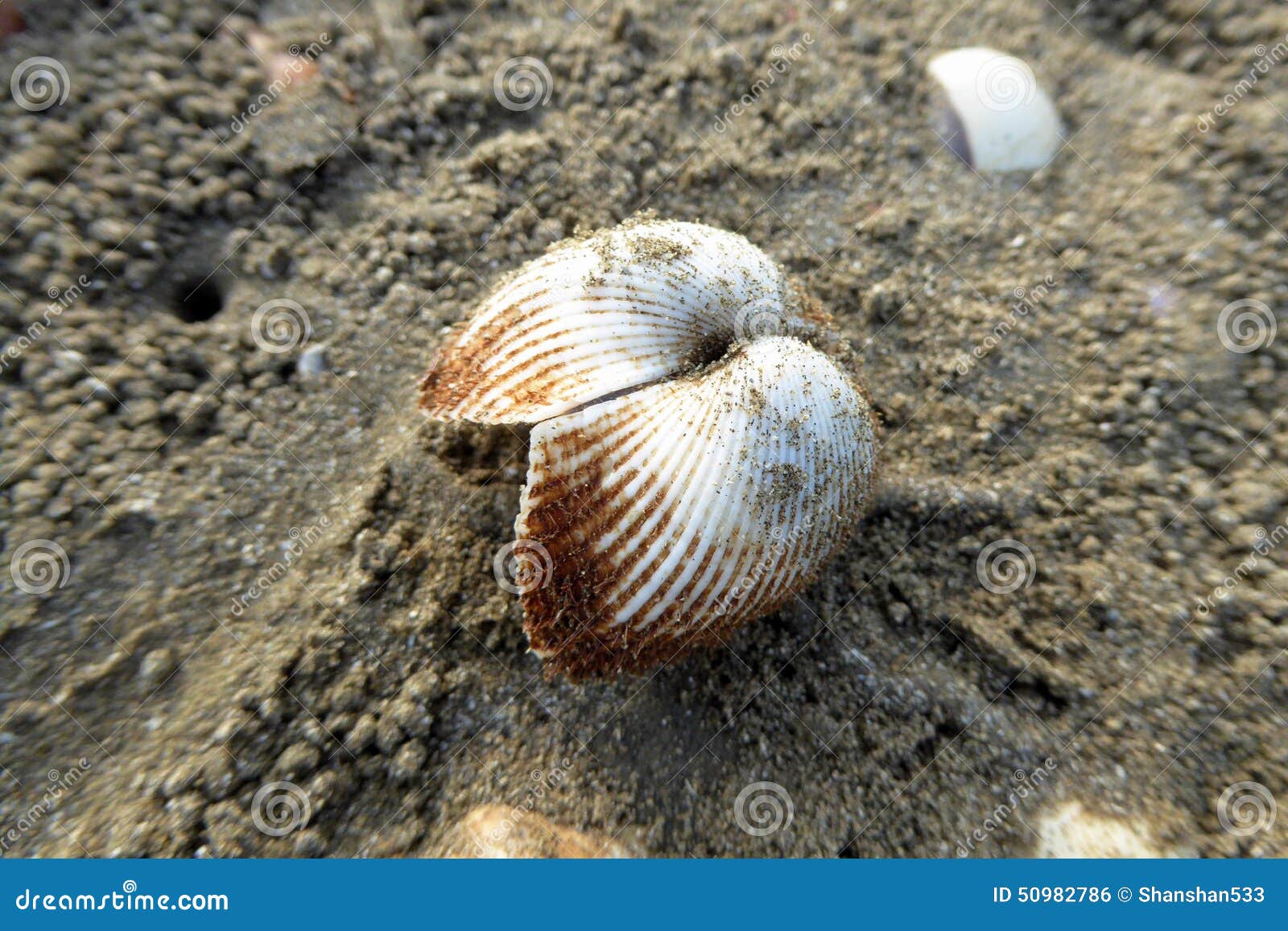 Sand covered seashell stock photo. Image of shell, shells - 50982786