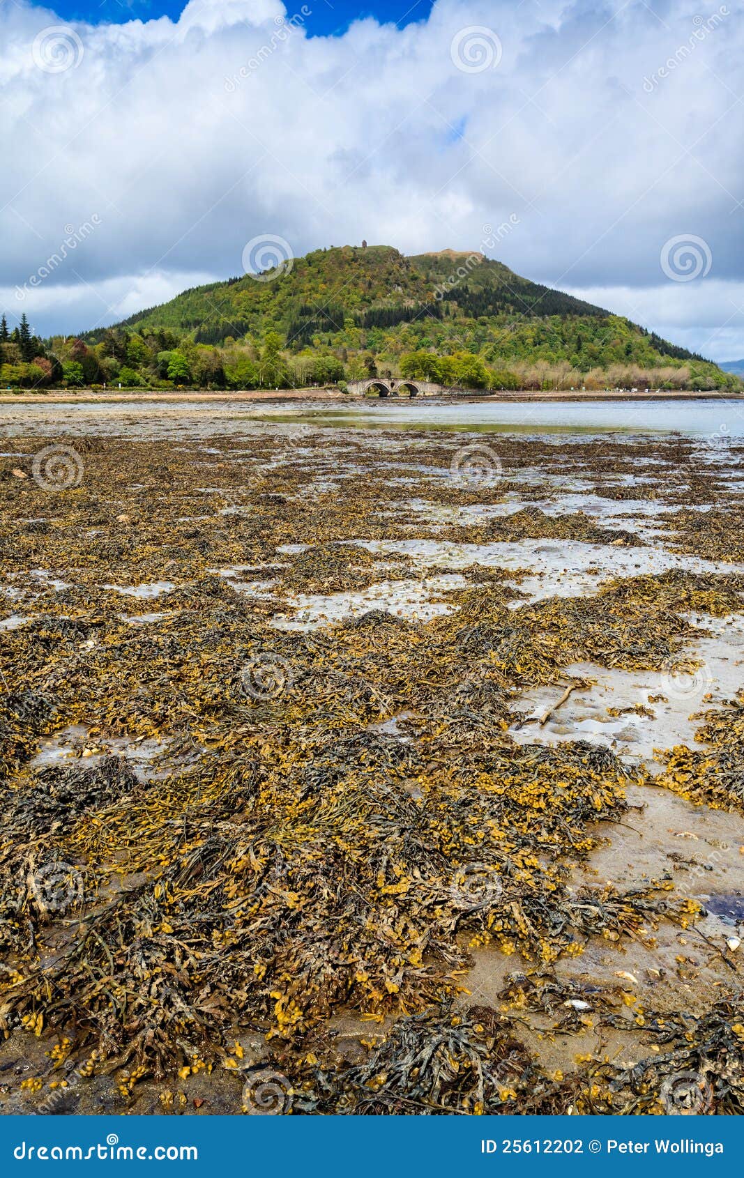 Sand Covered with Seaweed in a River Bed Stock Photo - Image of creek ...