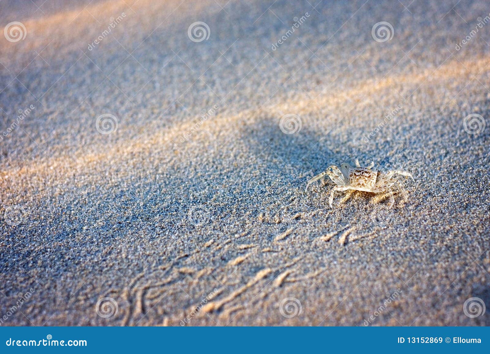 Sand Crab stock image. Image of sand, habitat, coloured - 13152869